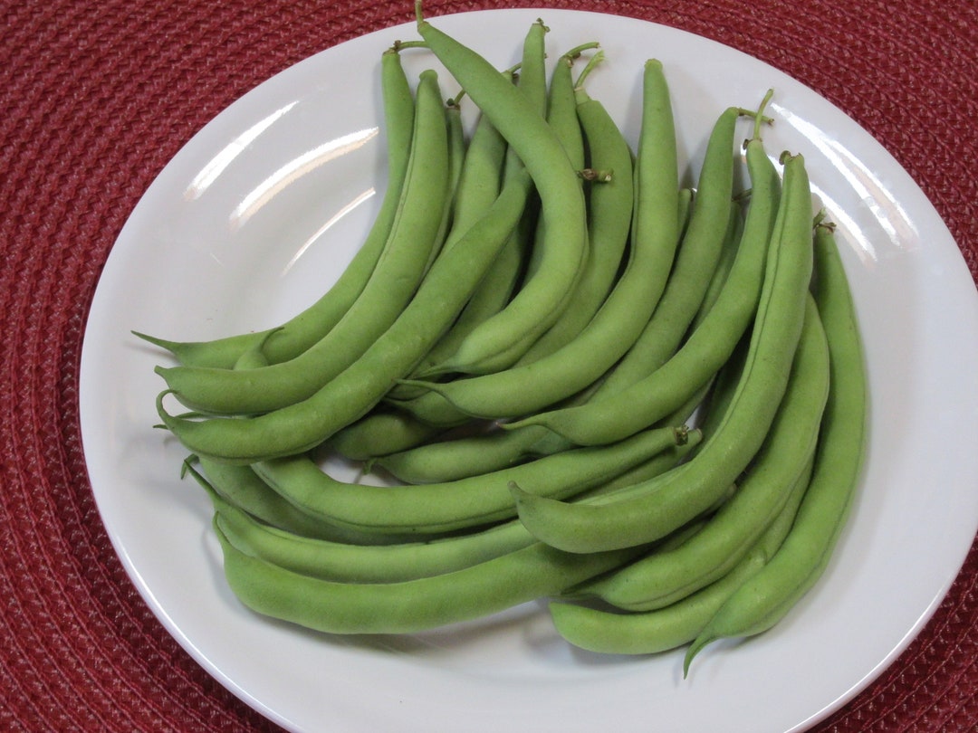 BLUE LAKE 274 Green Bean- Heirloom - Favorite Bean - Pkt. 50 Seeds - Etsy