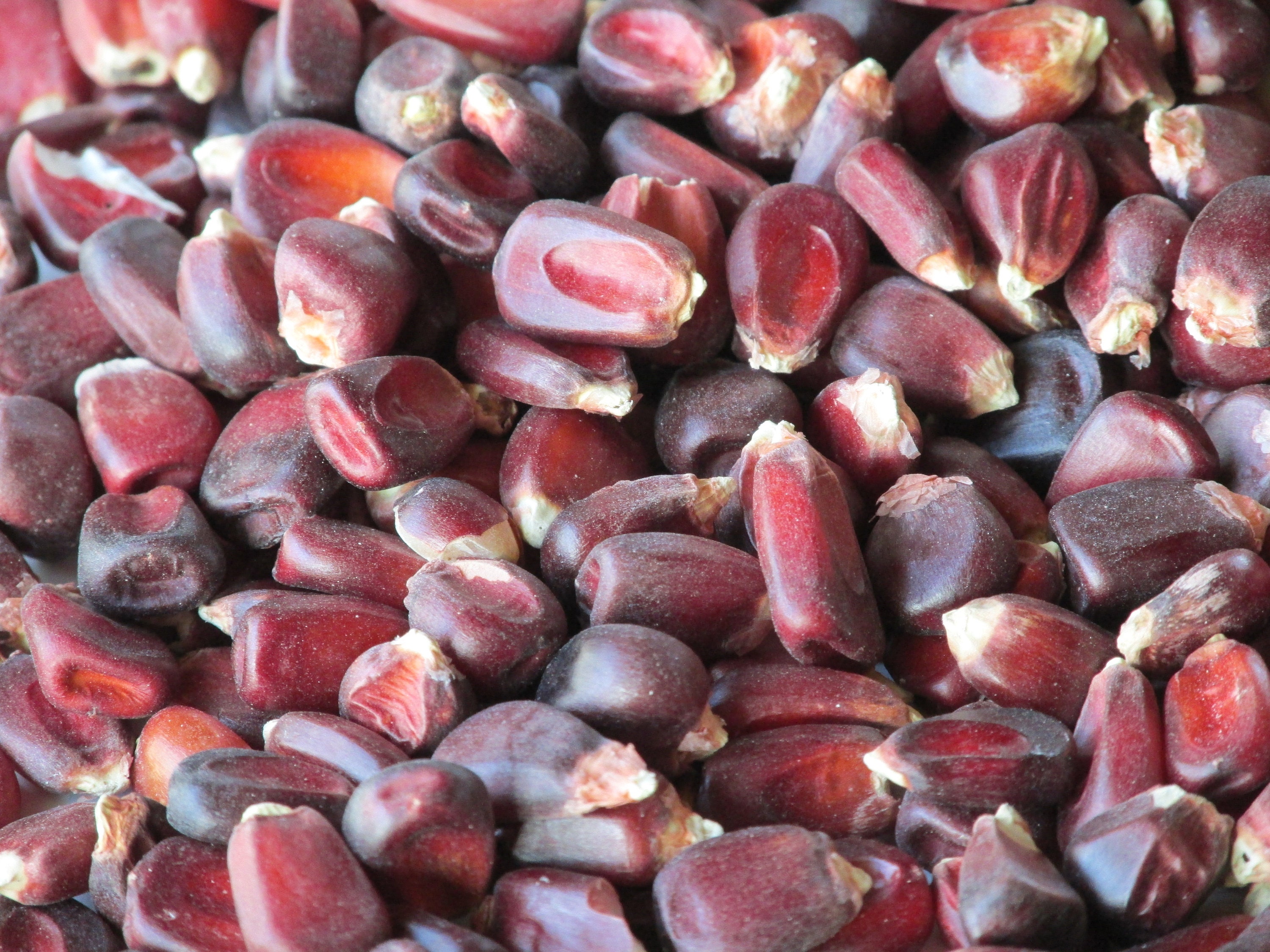 JIMMY RED HEIRLOOM Corn - Pkt 25 Seeds - Etsy