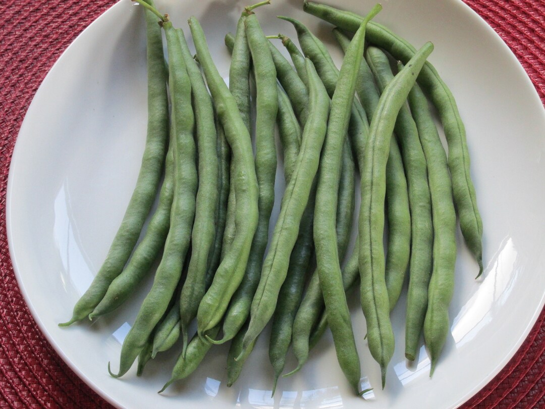 CONTENDER GREEN BEAN - Heirloom - Stringless Bean - Pkt. 100 Seeds - Etsy
