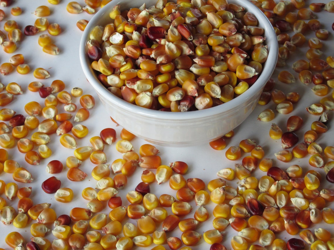 WAPSIE VALLEY CORN Heirloom, Open Pollinated Corn 75 Seeds/pkt. - Etsy