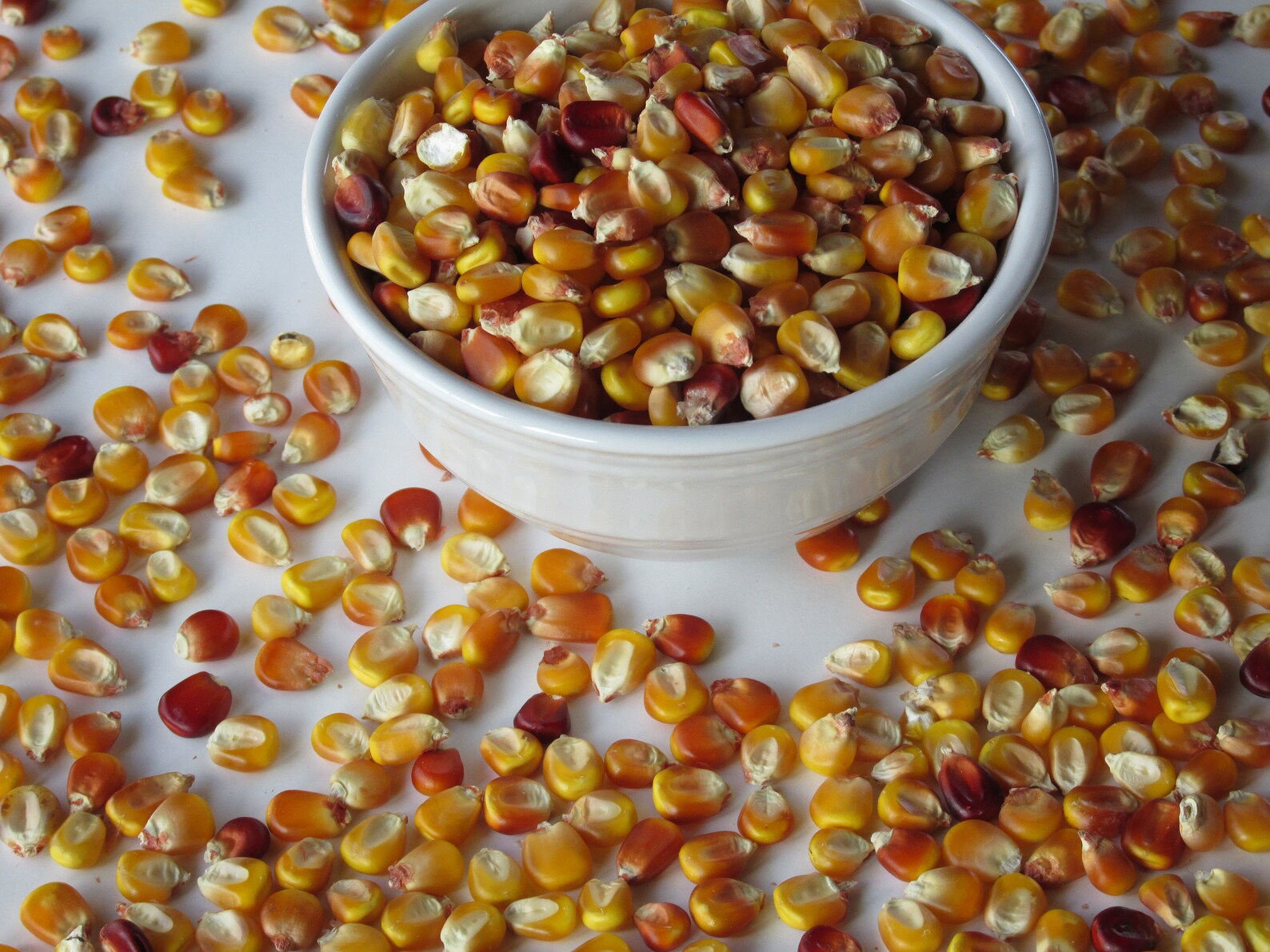 WAPSIE VALLEY CORN Heirloom, Open Pollinated Corn 75 Seeds/pkt. - Etsy