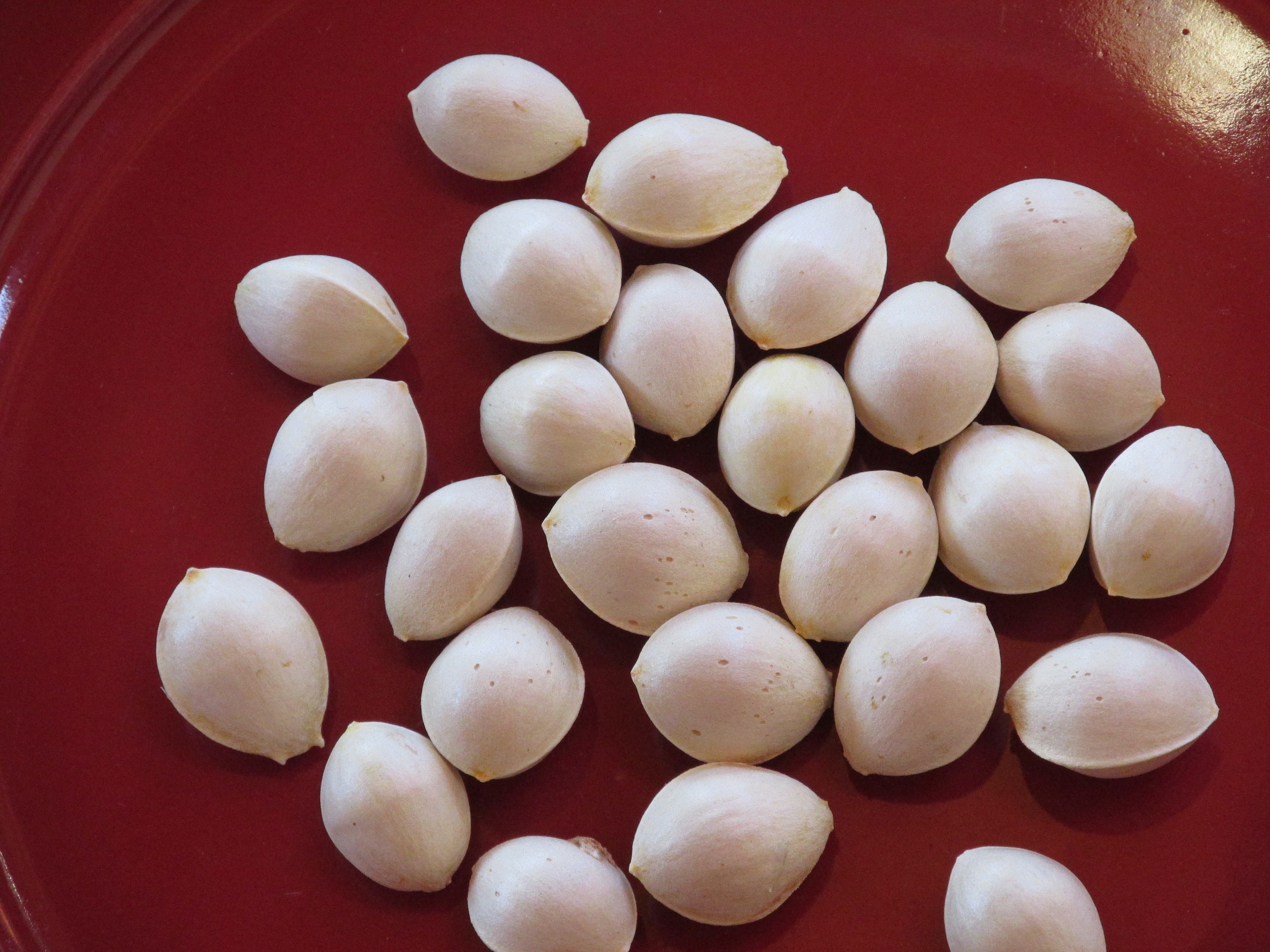 GINKGO BILOBA - (24+) - FRESH Seeds (2025 Crop), Maidenhair Tree Seeds ...