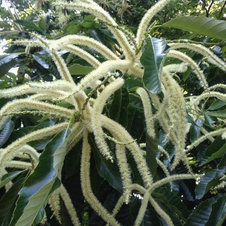 Improved Chinese Chestnut Tree: 24 - 30" Tall, Grown in Deep Band Pot ...