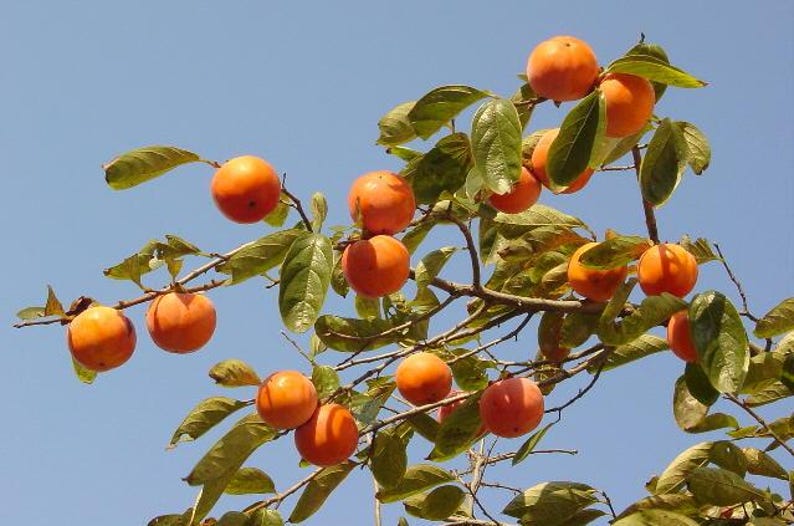 American Persimmon Tree: 12-18" Tall - Grown in a 5" Deep Plug Tray - Etsy