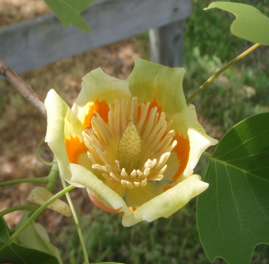 Tulip Poplar, Yellow Poplar - 12 - 18" - Grown in a 3.5" Pot - Ready to ...