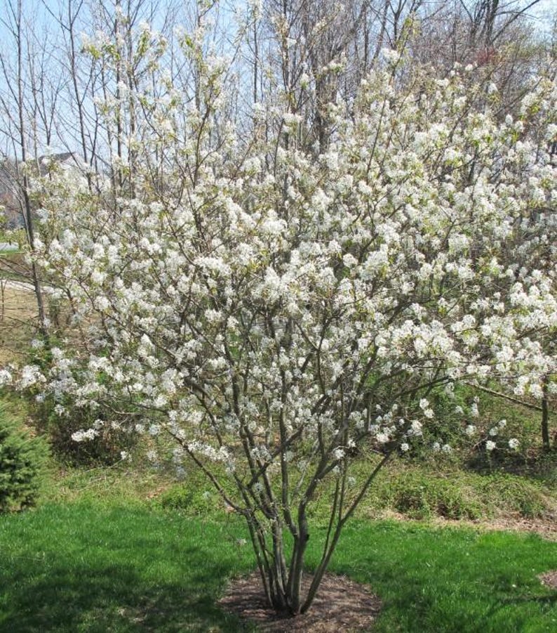 Allegheny Serviceberry - 2 - 3ft - Grown in a Trade 1 Gallon Container ...