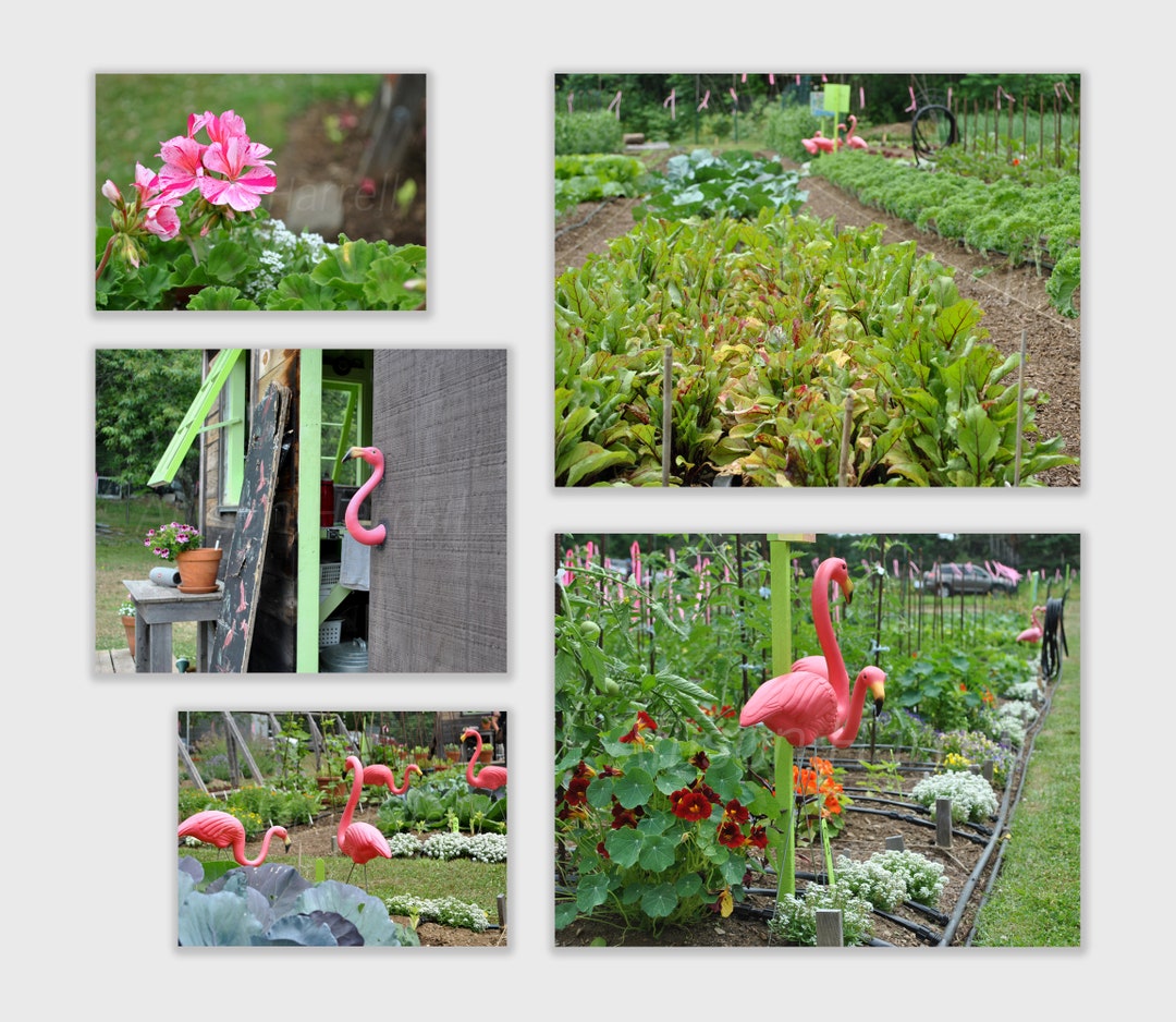 Maine Farm Photos- Flamingos (5 Photo Package) - Printable Wall Art ...