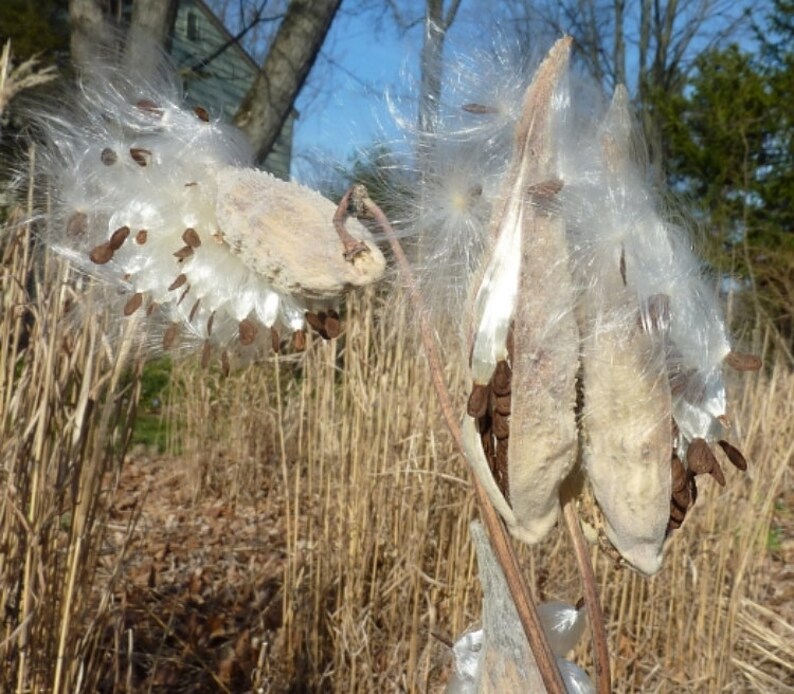 Milkweed Pods Dried Seedpods Common Milkweed Asclepias Syriaca - Etsy