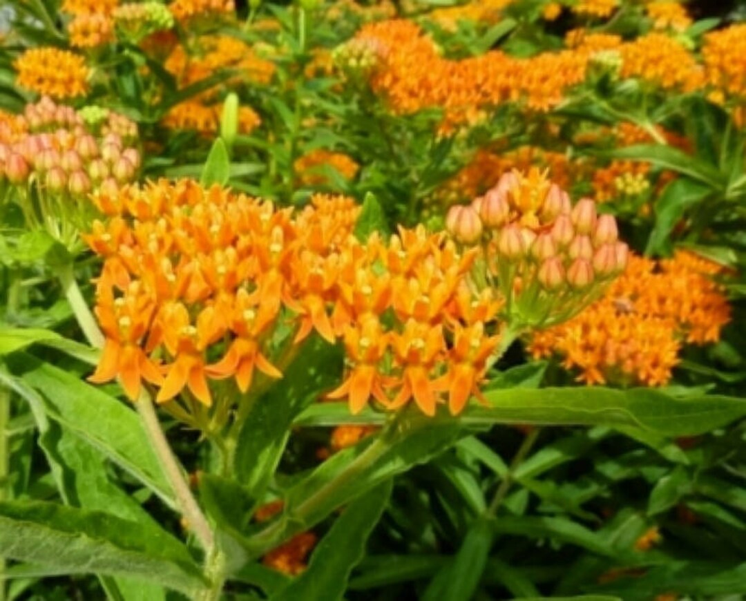 BULK Milkweed Seed 1000+ Seeds Butterfly Weed Orange Milkweed for ...