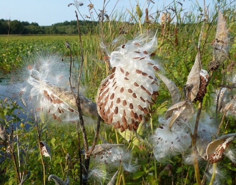 Milkweed Floss With Seeds Flyers Fluff Asclepias Syriaca Organic ...