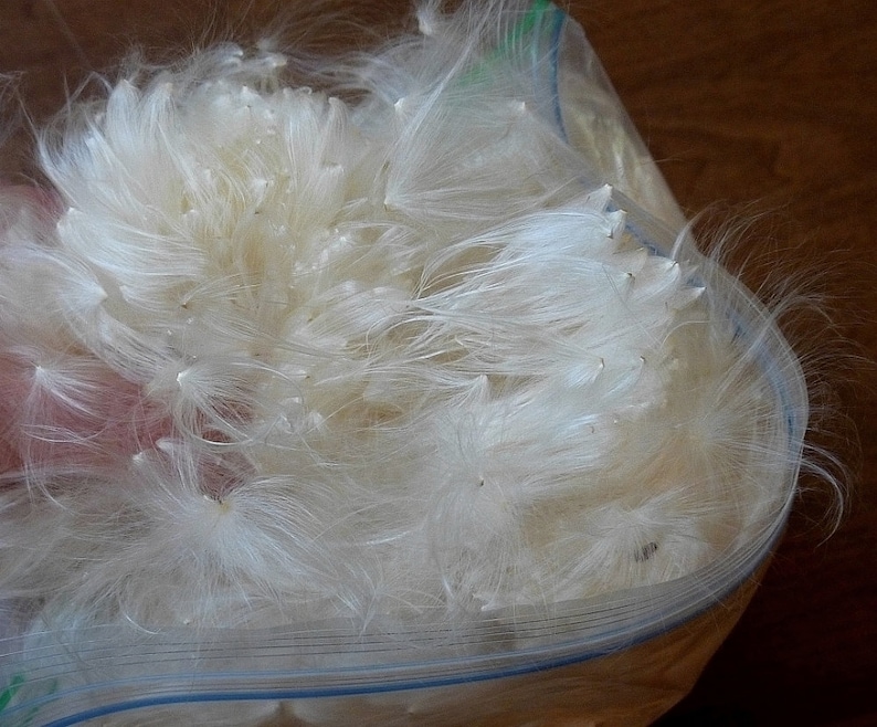 Milkweed Floss 1+ OZ Fluff Deseeded No Seeds Organic - Etsy