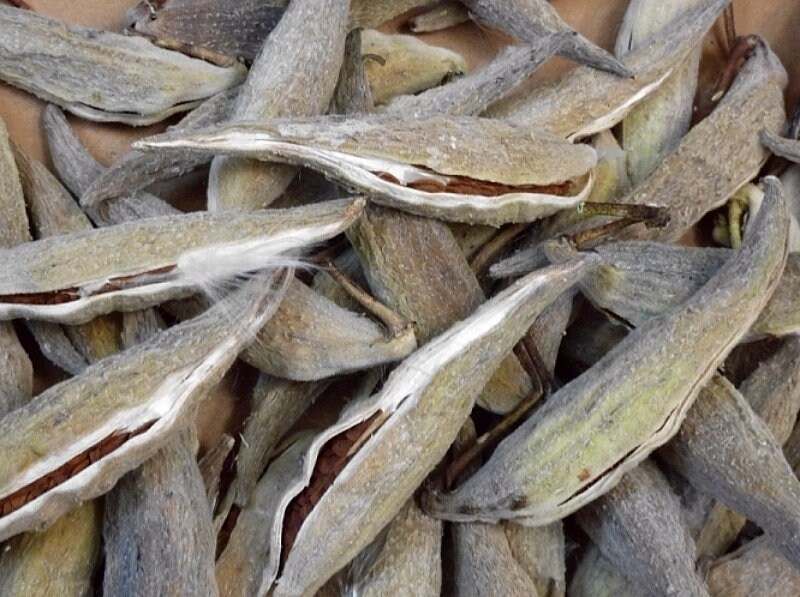 Milkweed Pods With Seeds Asclepias Syriaca Dried Seedpods Flyers - Etsy