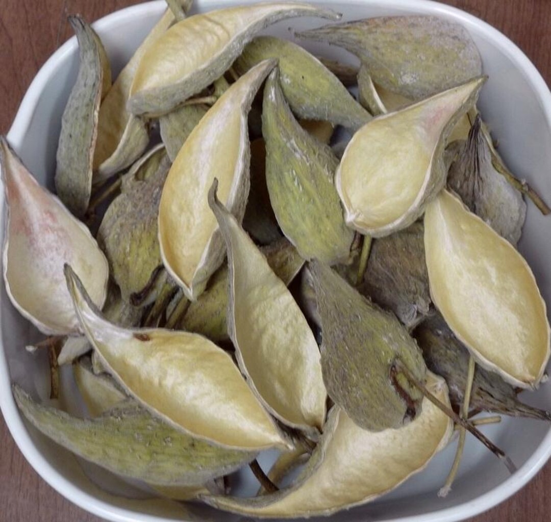 Milkweed Pods Dried Seedpods Common Milkweed Asclepias Syriaca - Etsy