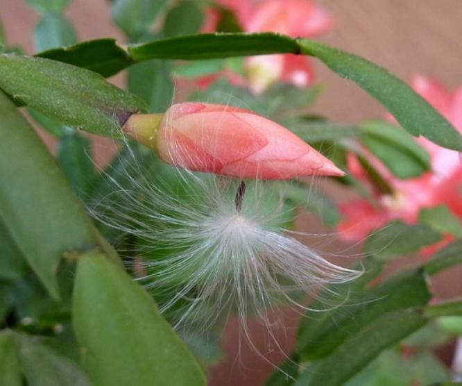 Milkweed Floss 1+ OZ Fluff Deseeded No Seeds Organic - Etsy