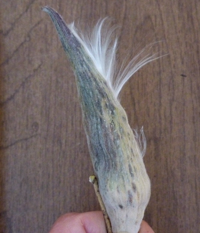 Milkweed Pods With Seeds Asclepias Syriaca Dried Seedpods Flyers - Etsy