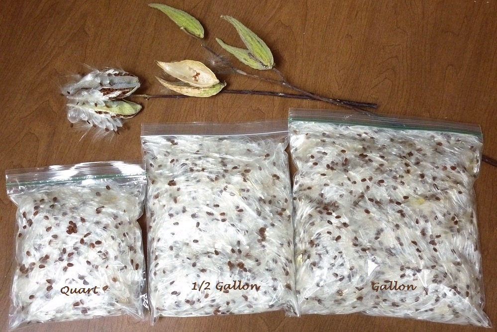 Milkweed Floss With Seeds Flyers Fluff Asclepias Syriaca Organic ...