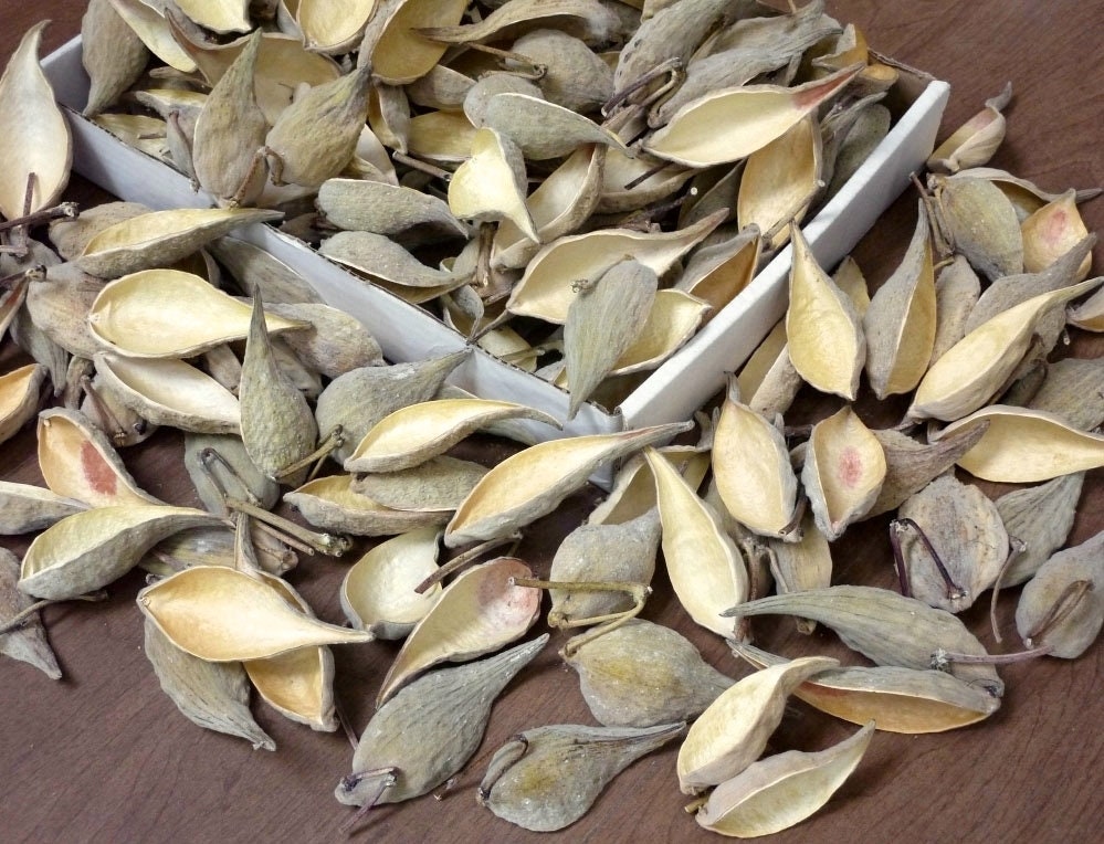 Milkweed Pods Dried Seedpods Common Milkweed Asclepias Syriaca Crafts ...