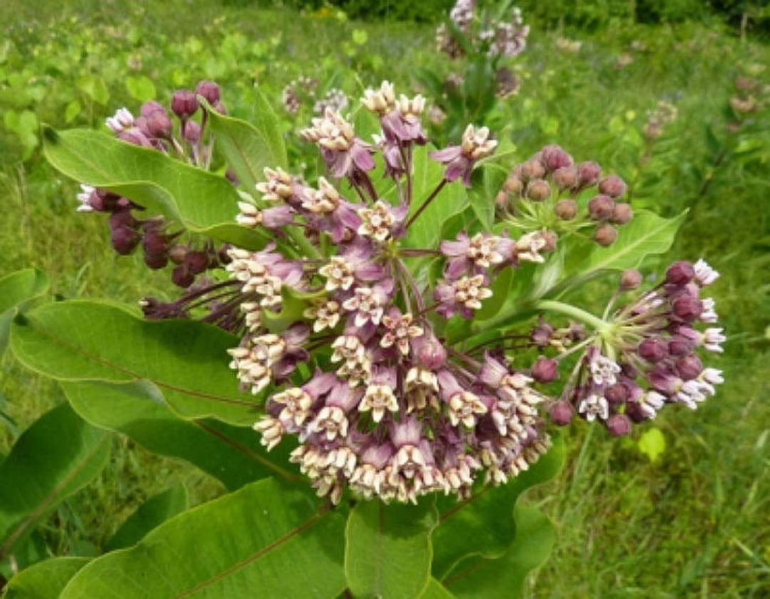 BULK Milkweed Seed 1 Oz - 16 Oz Common Milkweed Seeds - Etsy