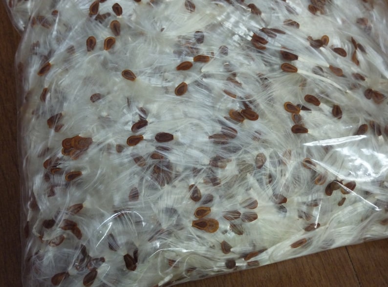 Milkweed Floss With Seeds Flyers Fluff Asclepias Syriaca Organic ...