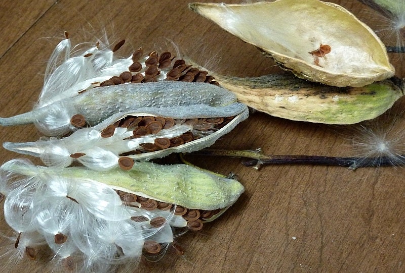 Milkweed Floss With Seeds Flyers Fluff Asclepias Syriaca Organic ...