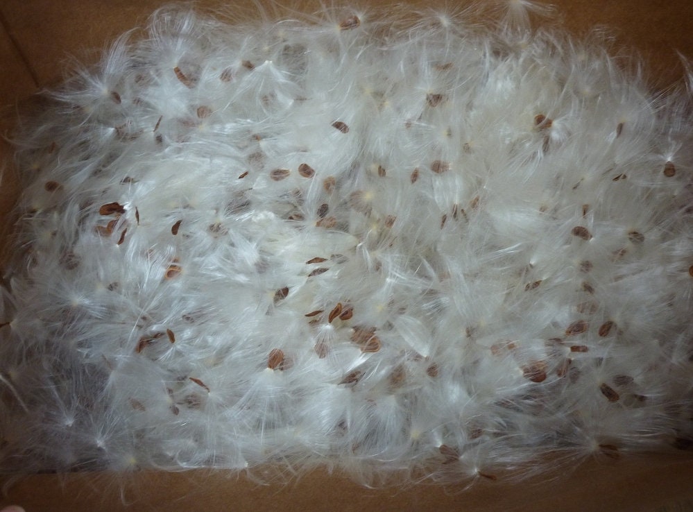 Milkweed Floss With Seeds Flyers Fluff Asclepias Syriaca Organic ...