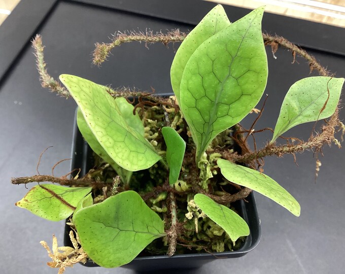 Sarcopyramis Sp. Parvifolia, Iridescent Foliage, Terrarium Culture ...