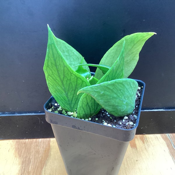 Fishtail Hoya - Etsy