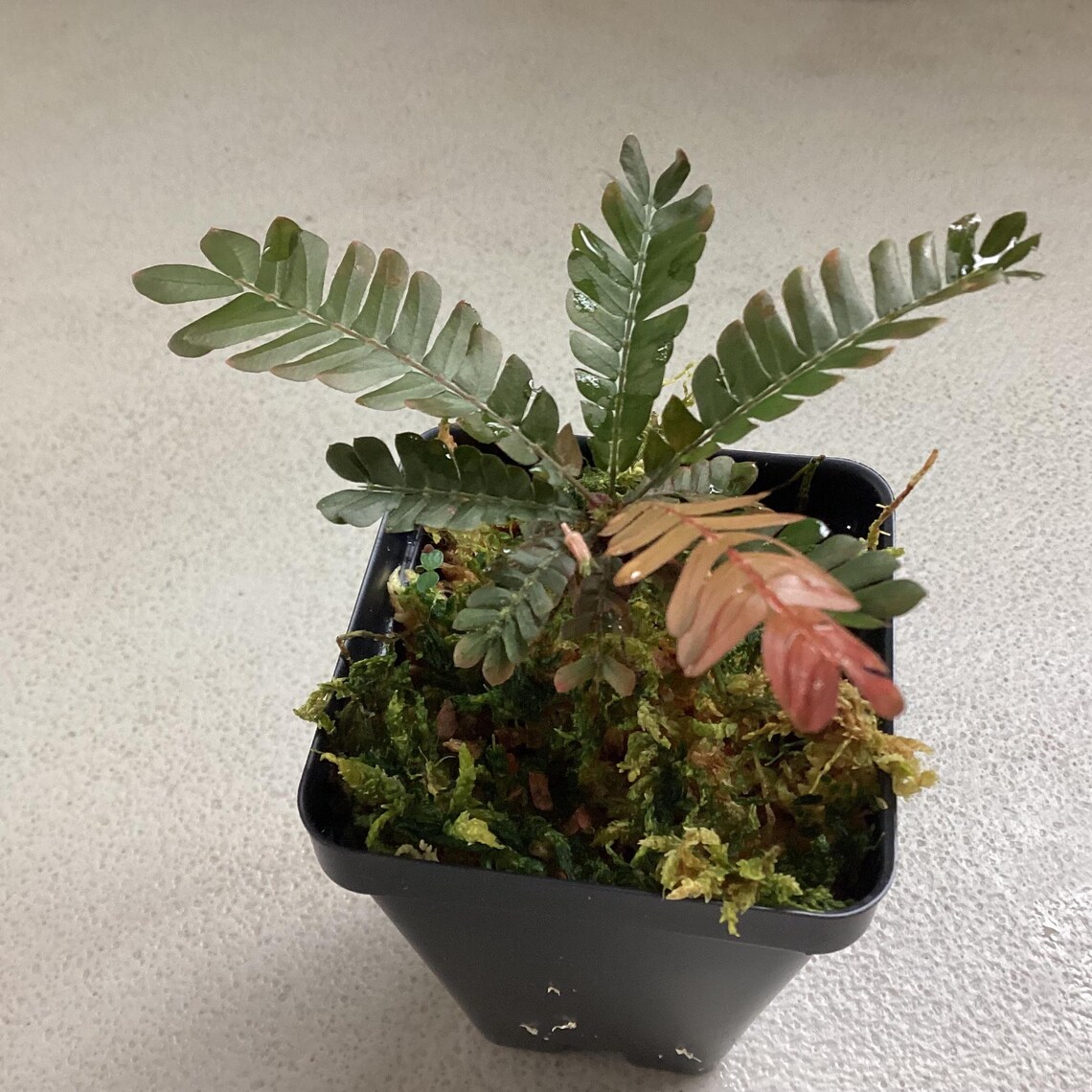 Biophytum Sp. Ecuador - Etsy