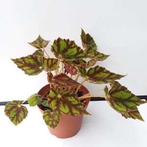 Begonia robert Shatzer - Etsy