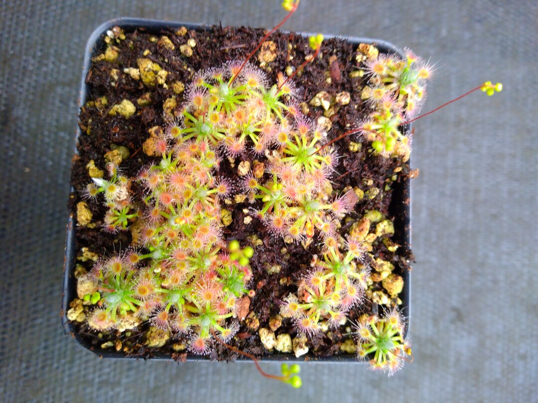 Australian Pygmy Sundew Drosera Oreopodion - Etsy