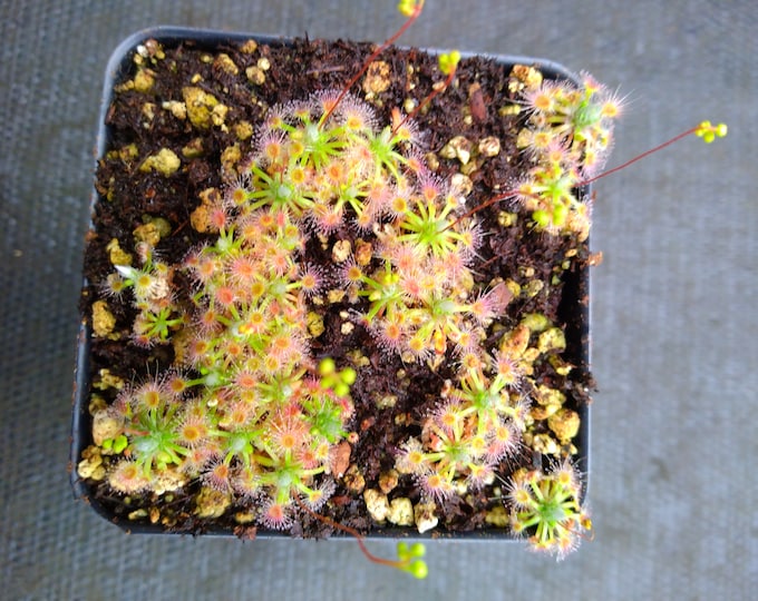Australian Pygmy Sundew Drosera Oreopodion - Etsy