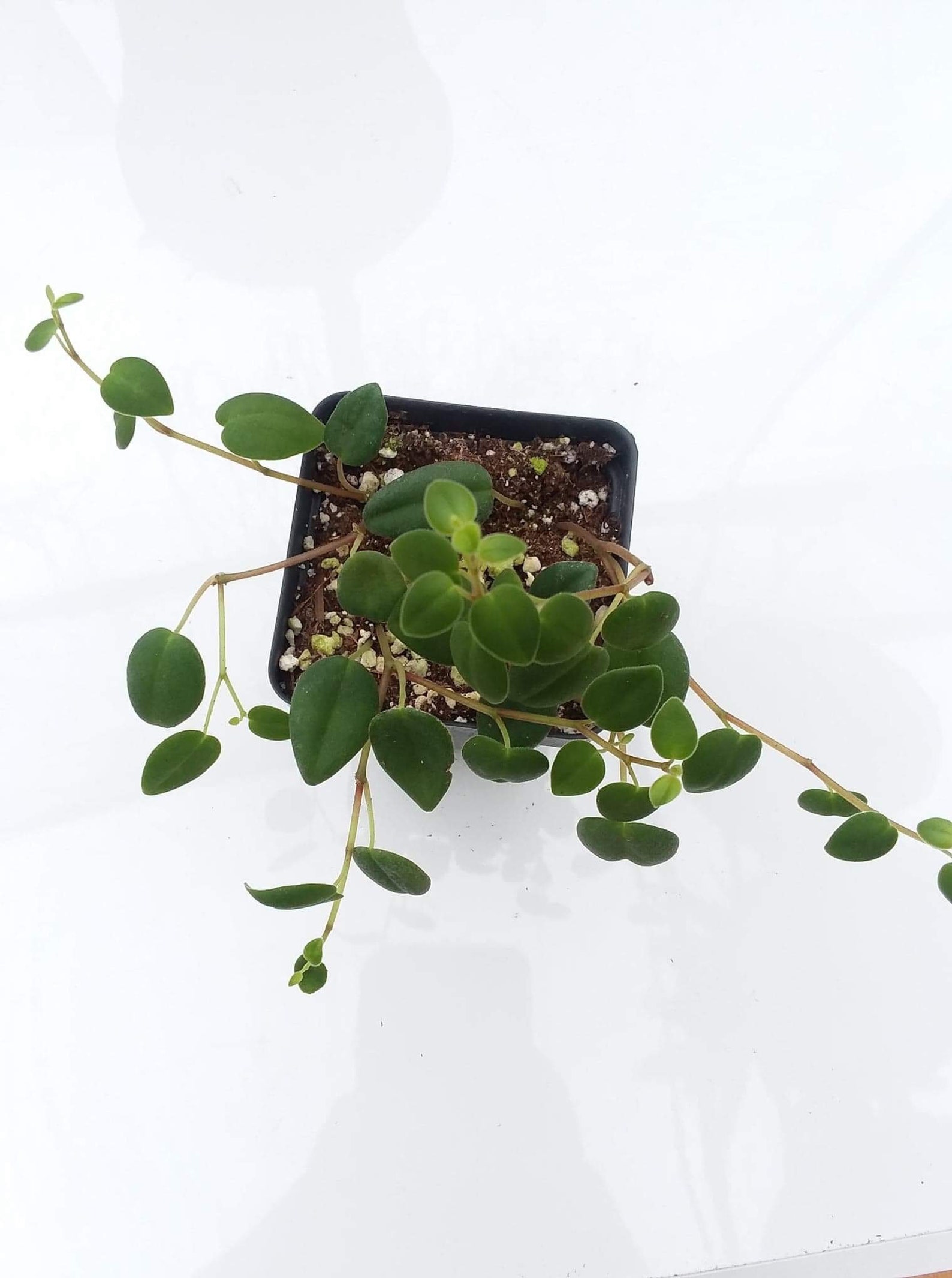Peperomia Fagerlindii - Etsy
