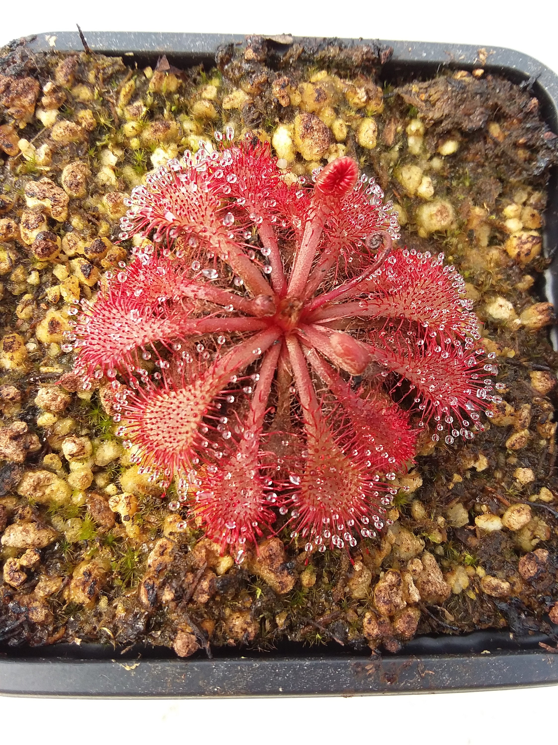 Drosera Spatulata For Grow Carnivorous Plants!, 44% OFF