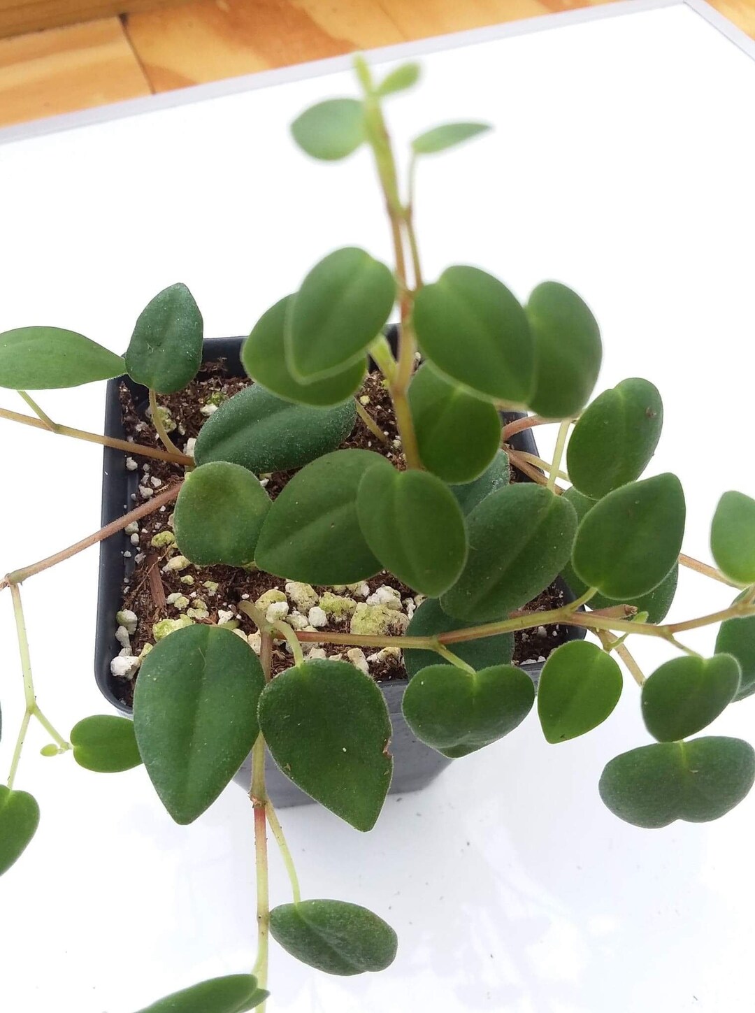 Peperomia Fagerlindii - Etsy