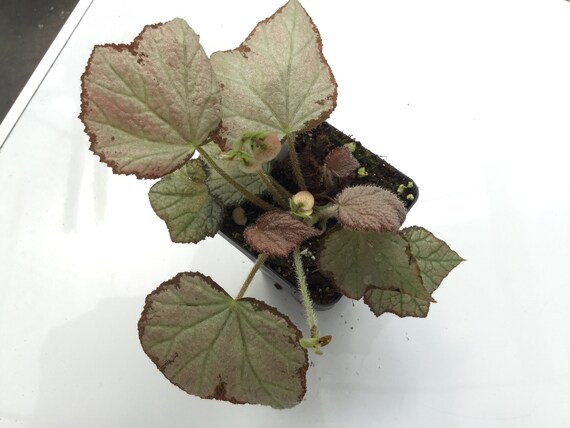 Begonia queen Olympus | Etsy