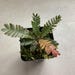 Biophytum Sp. Ecuador - Etsy