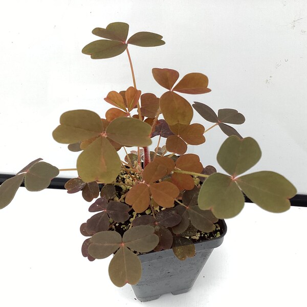 Oxalis Bulbs - Etsy