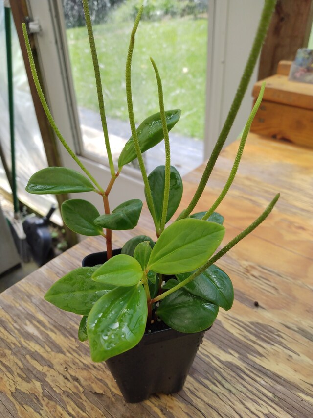 MyGreenObsession - Etsy