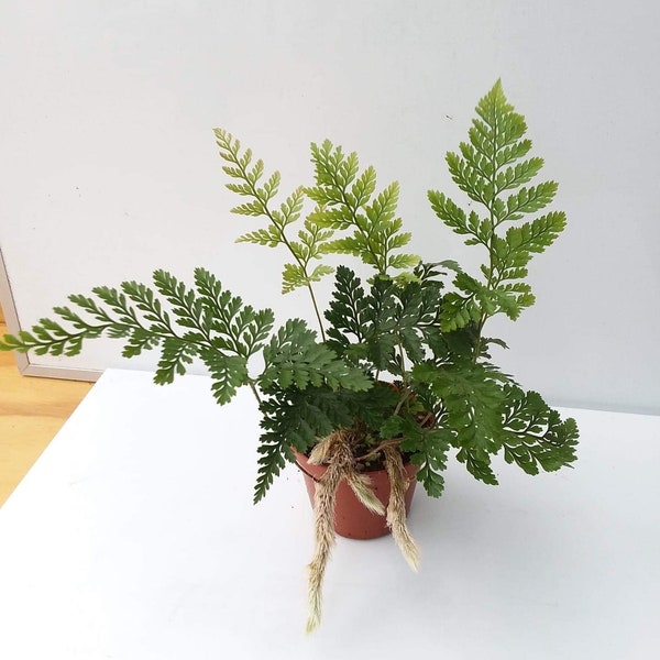 Rabbit Foot Fern - Etsy