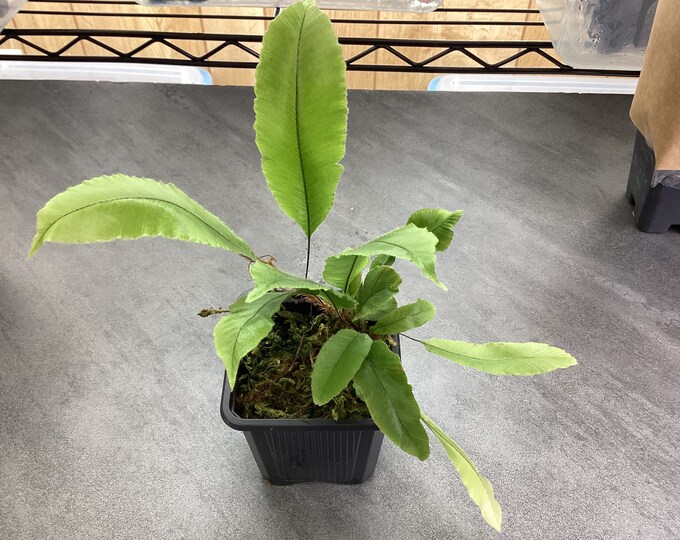 Oleandra Species - Etsy