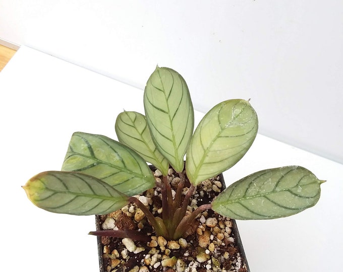 Dwarf Calathea Ctenanthe Amagris - Etsy