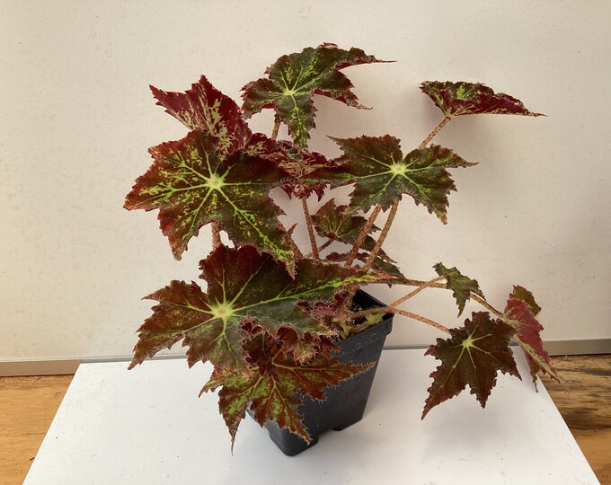 Begonia monica - Etsy