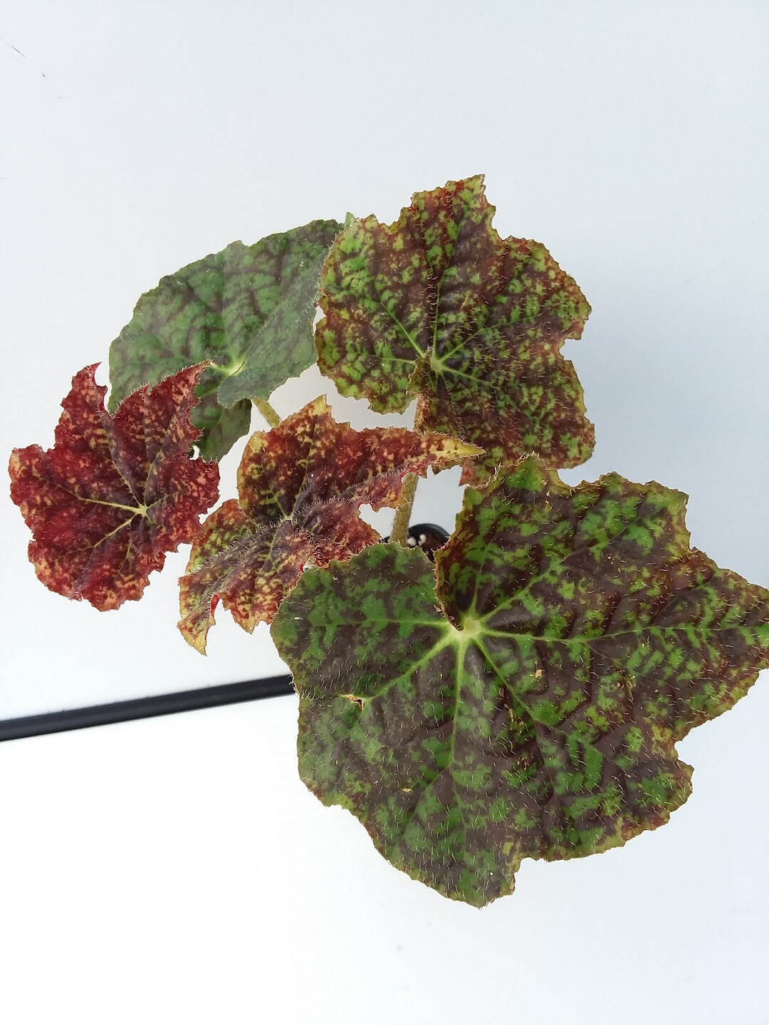 Begonia Deco Raspberry Truffle - Etsy Österreich