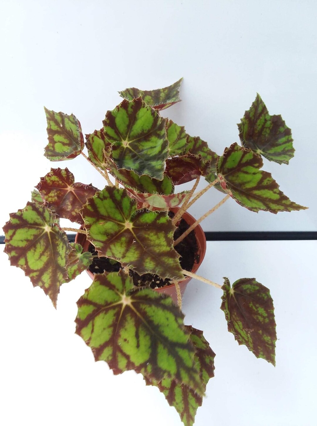 Begonia robert Shatzer - Etsy