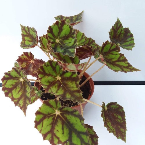 Begonia monica | Etsy