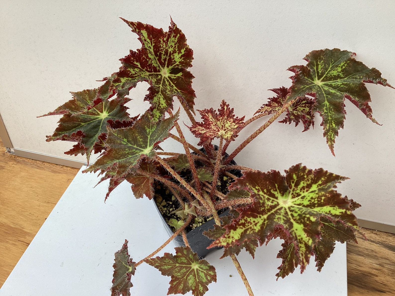 Begonia monica - Etsy