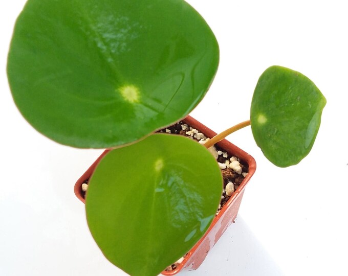 Peperomia Polybotrya raindrop - Etsy