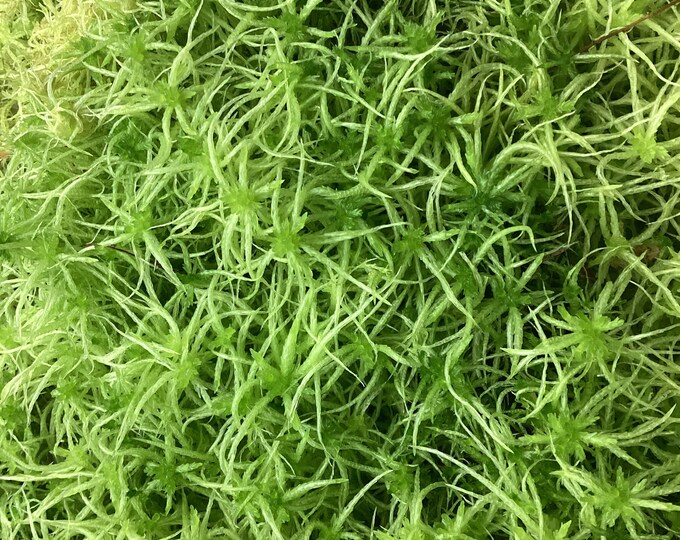 Live New Zealand Spaghnum Moss - Etsy