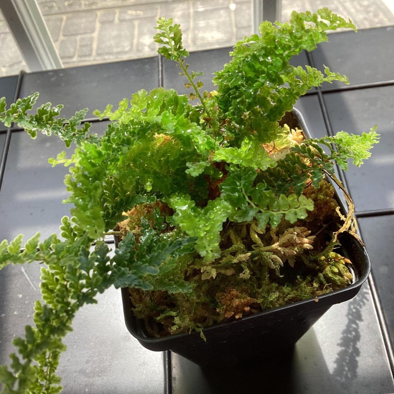 Miniature Fern - Etsy