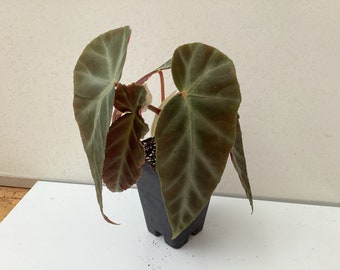Begonia Grey Feather - Etsy